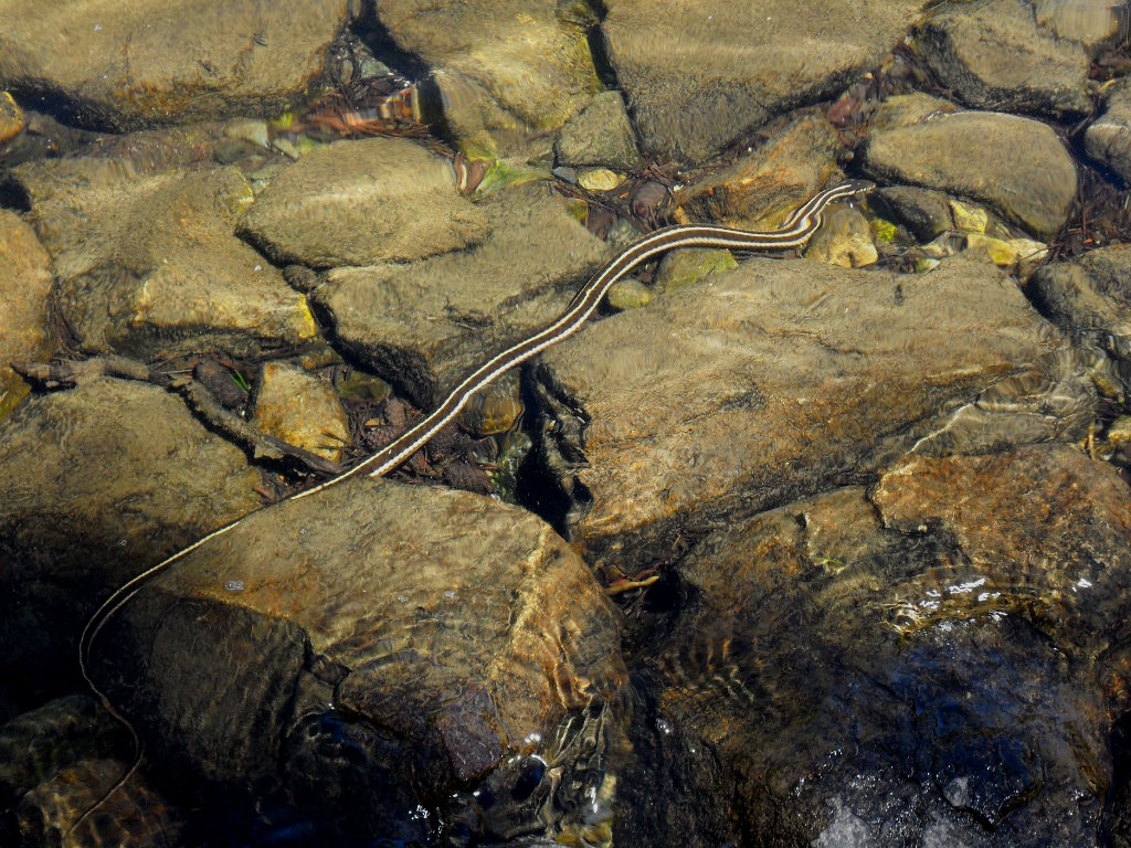 Terms of Service | Backcountry Water